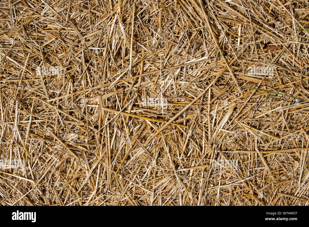 Dry straw texture hi-res stock photography and images - Alamy