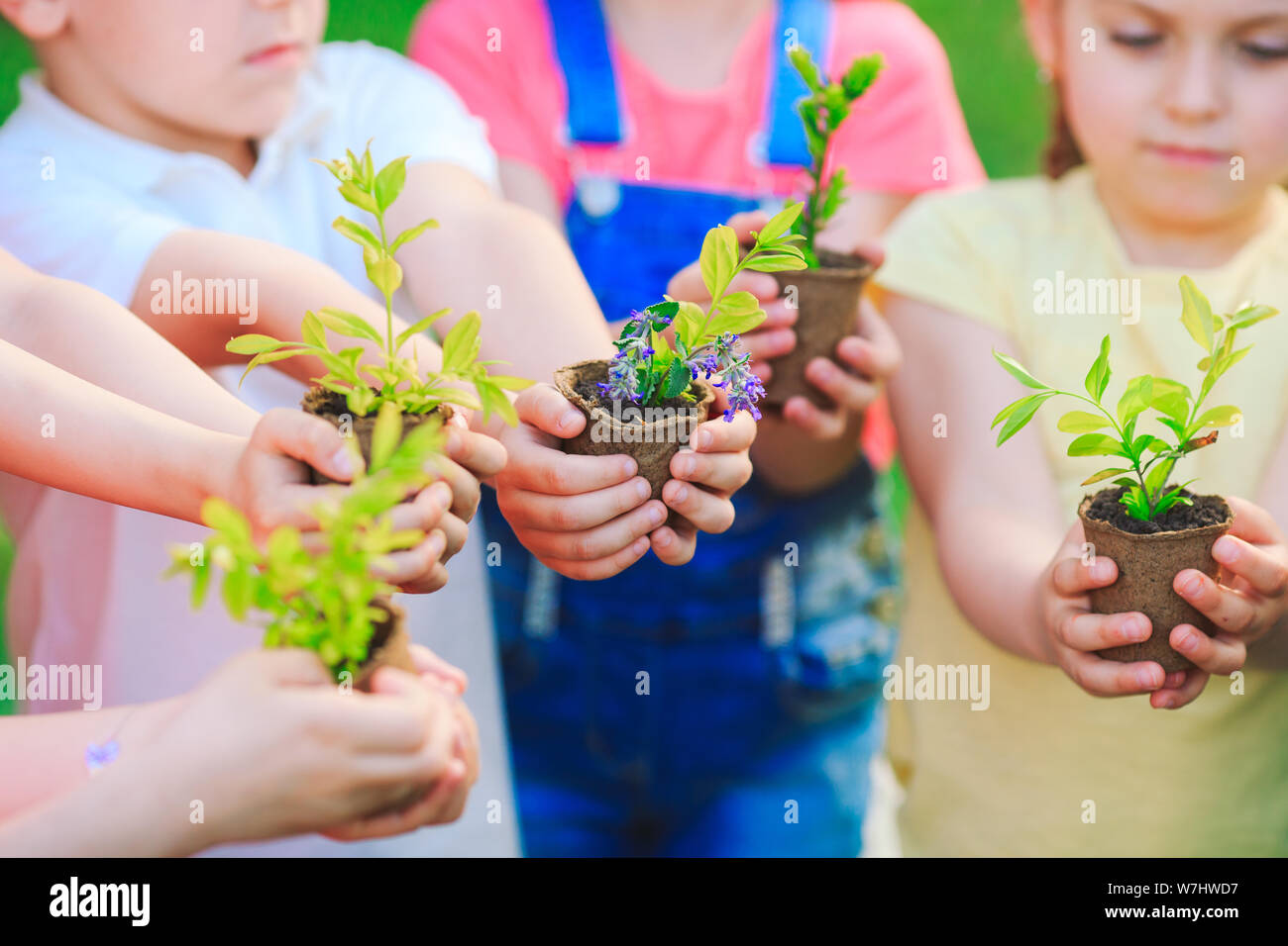 Children's hands planting young tree on black soil together as the ...