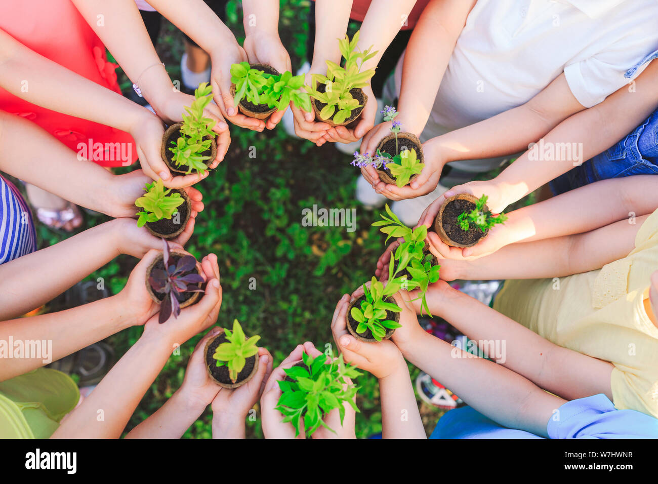 Children's hands planting young tree on black soil together as the ...