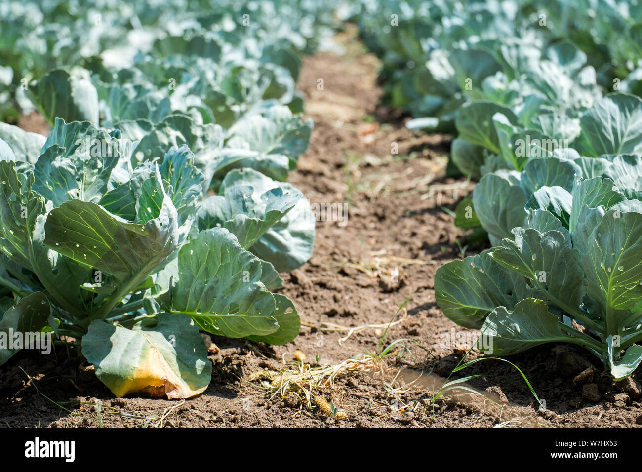 Cabbage cultivars hi-res stock photography and images - Alamy