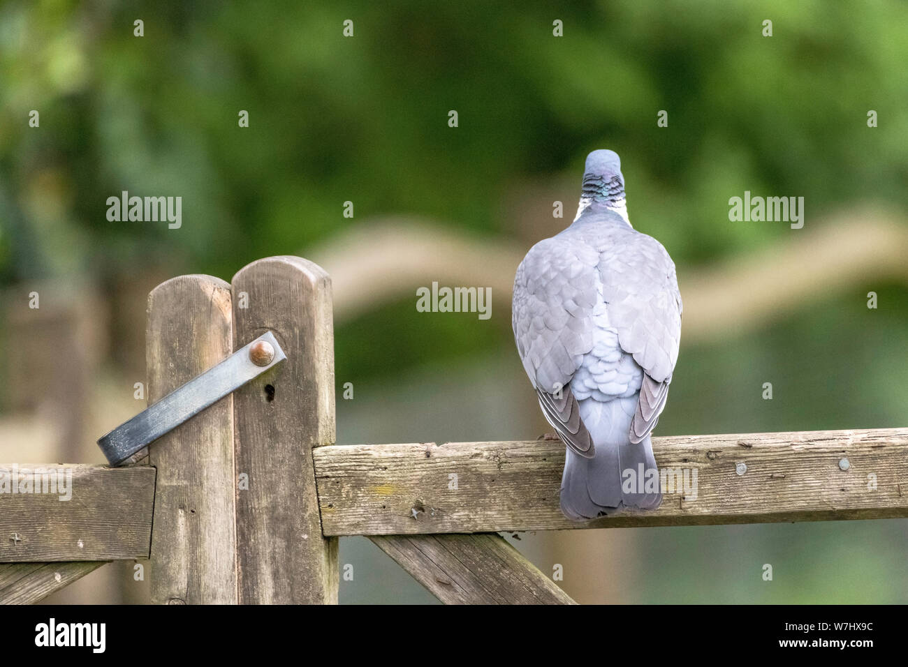 Pigeon stand on the gate Stock Photo - Alamy