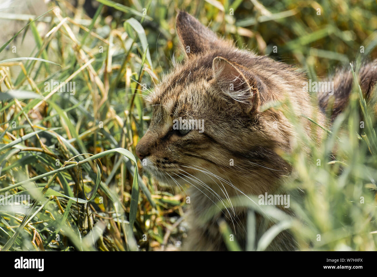 Target prey hi-res stock photography and images - Alamy