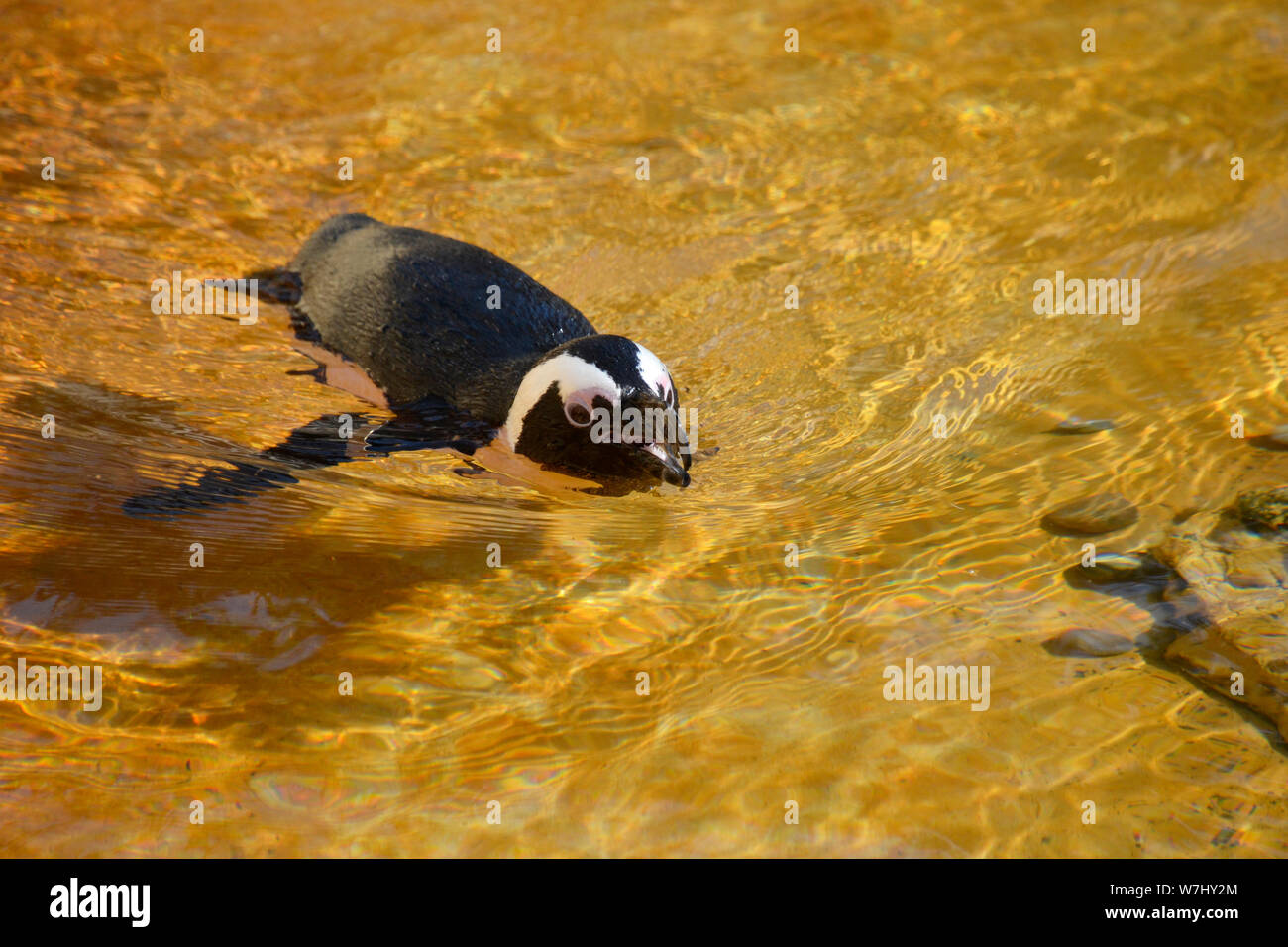 African Penguin swimming in the penguin pool at Skegness Natureland ...