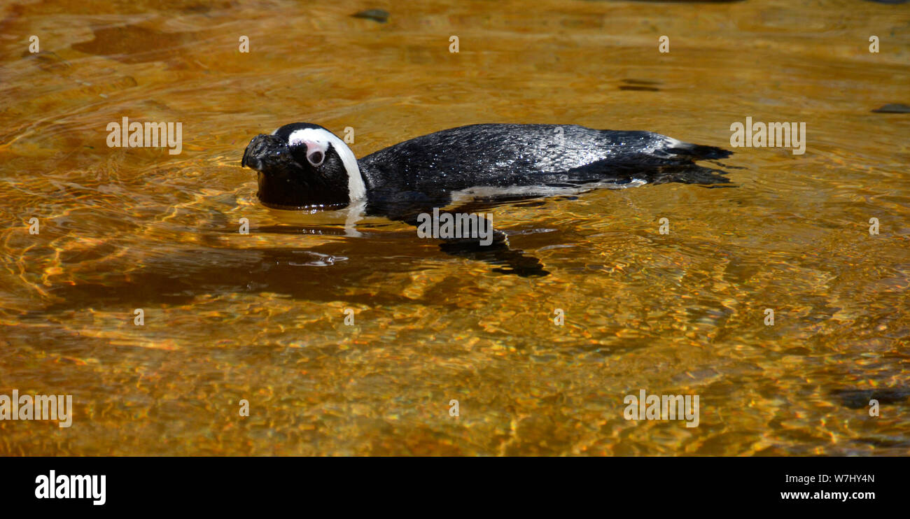 African Penguin swimming in the penguin pool at Skegness Natureland ...