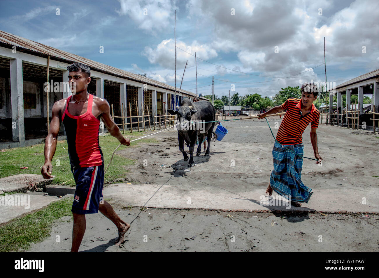 The cow owner is taking his cattle to the market for sale For Eid ul ...