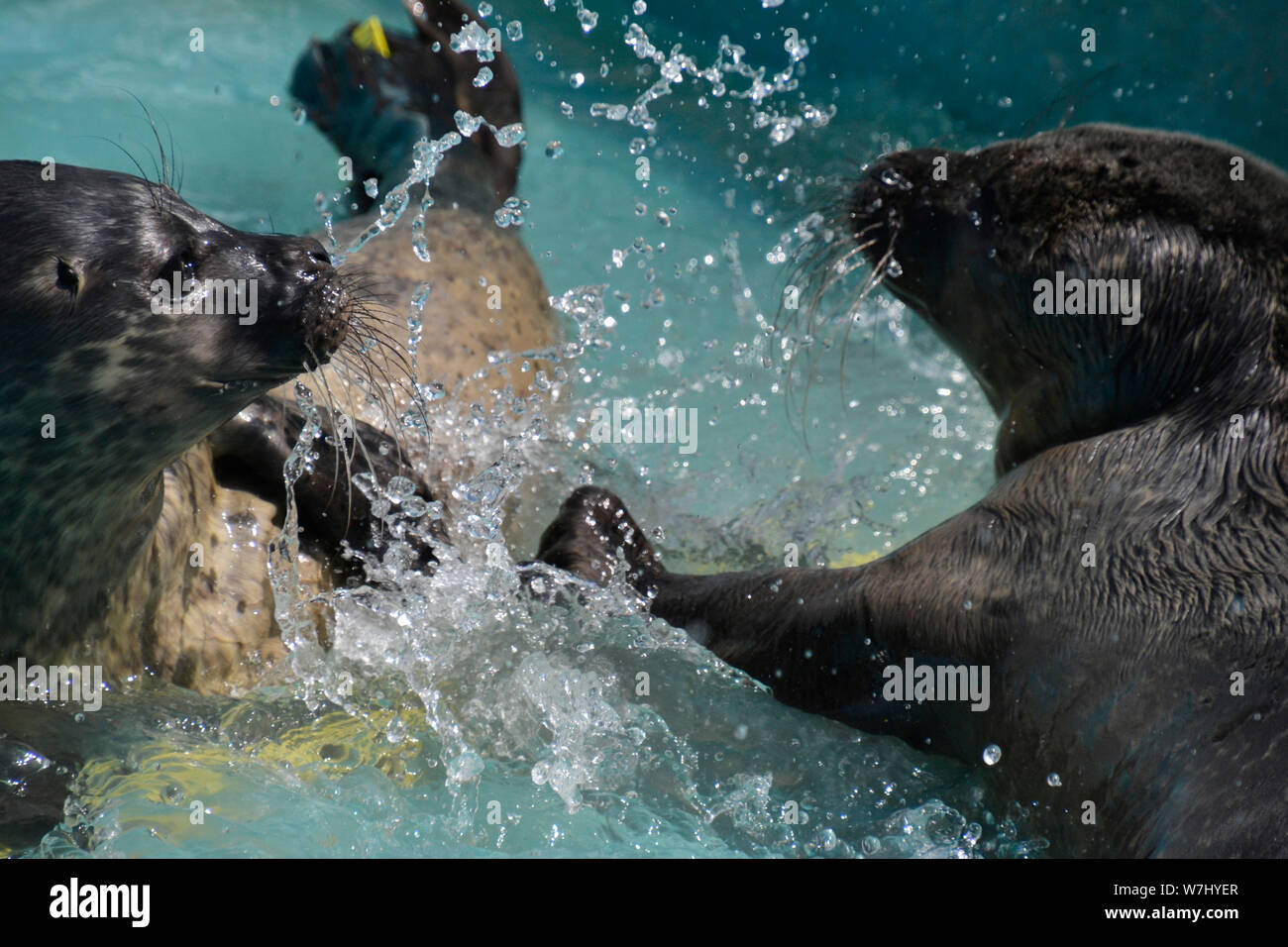 Rescued seals playing and splashing in a pool at Skegness Natureland ...