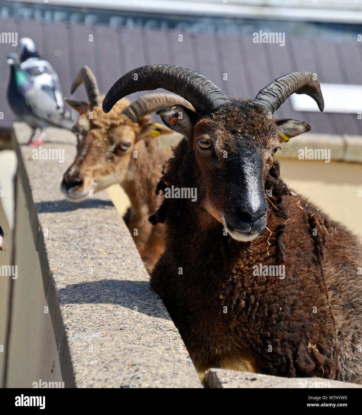Skegness seal sanctuary hi-res stock photography and images - Alamy
