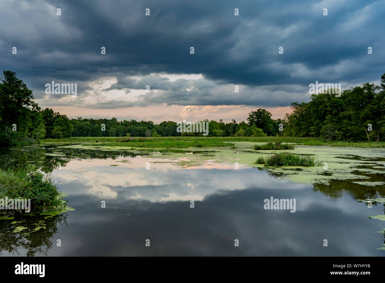 Dramatic wildlife hi-res stock photography and images - Alamy