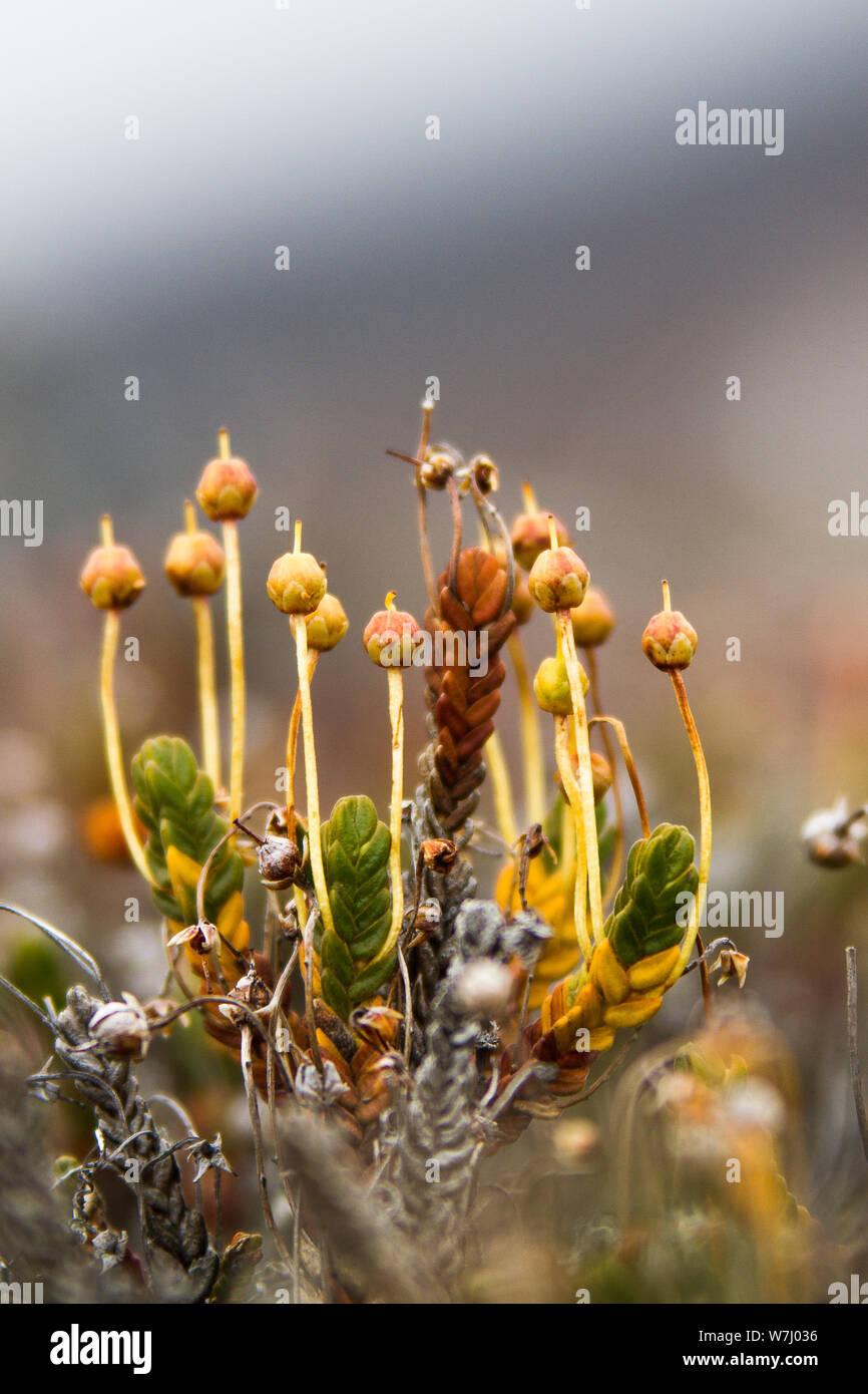 Alpefjord greenland hi-res stock photography and images - Alamy