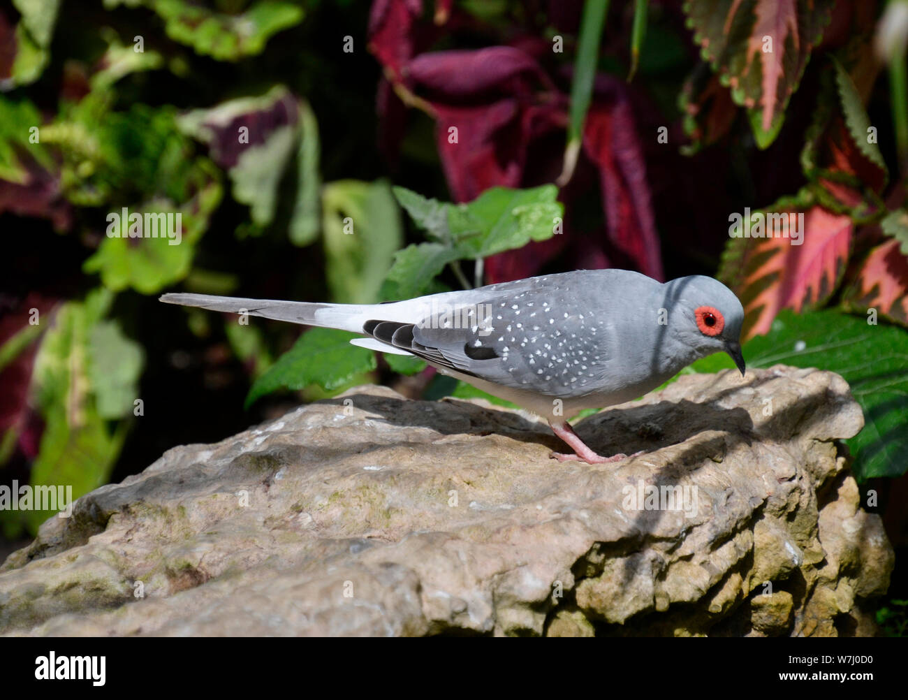 Diamond dove in the tropical bird house, Skegness Natureland Seal ...