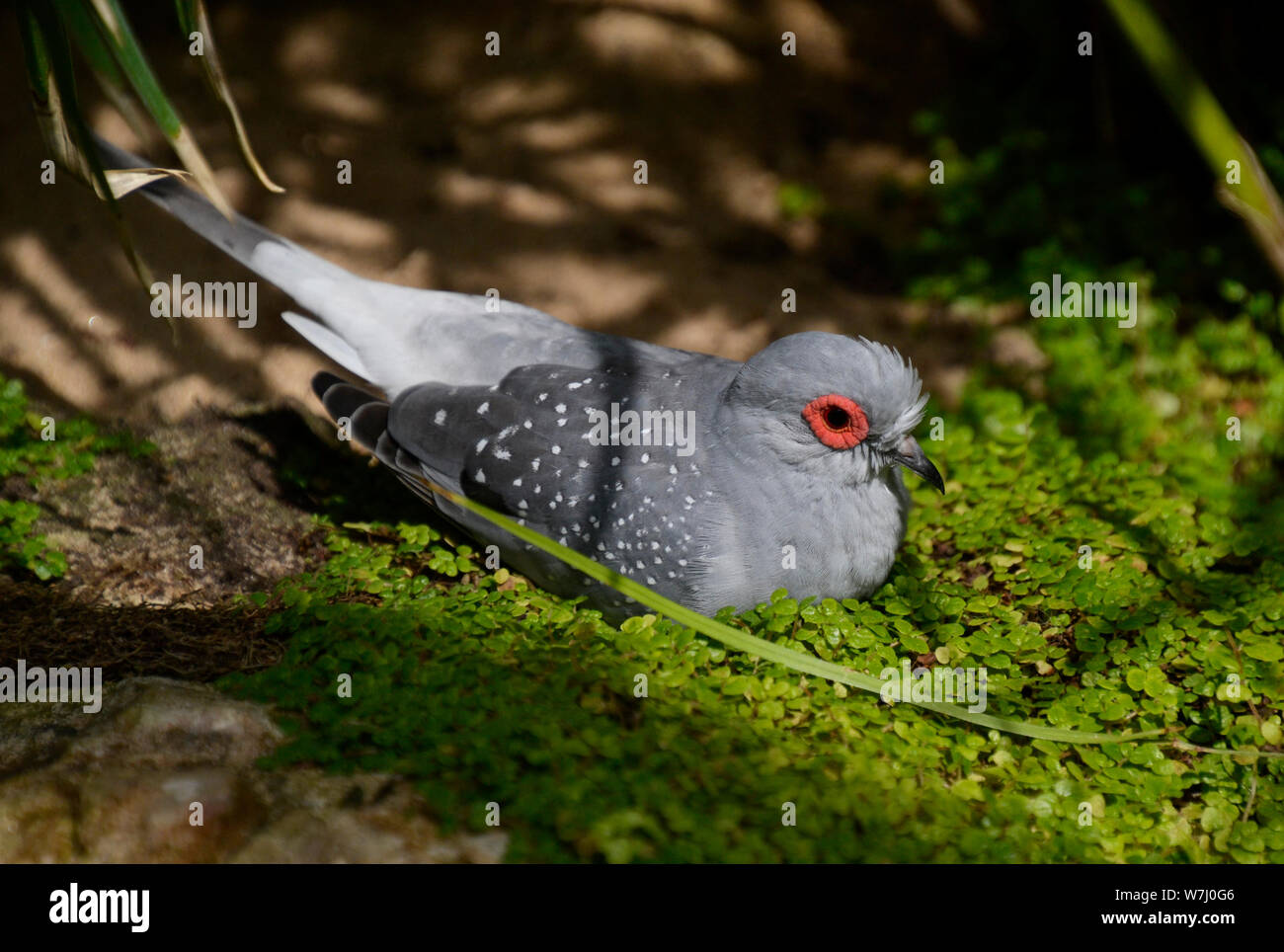 Speckled dove hi-res stock photography and images - Alamy