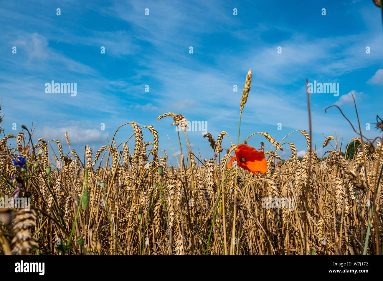 Beautiful red poppy stands hi-res stock photography and images - Alamy