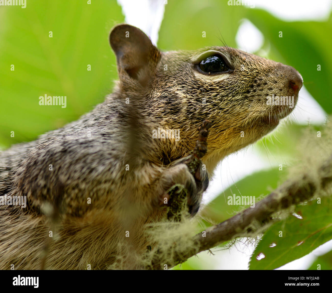 Brush piles hi-res stock photography and images - Alamy