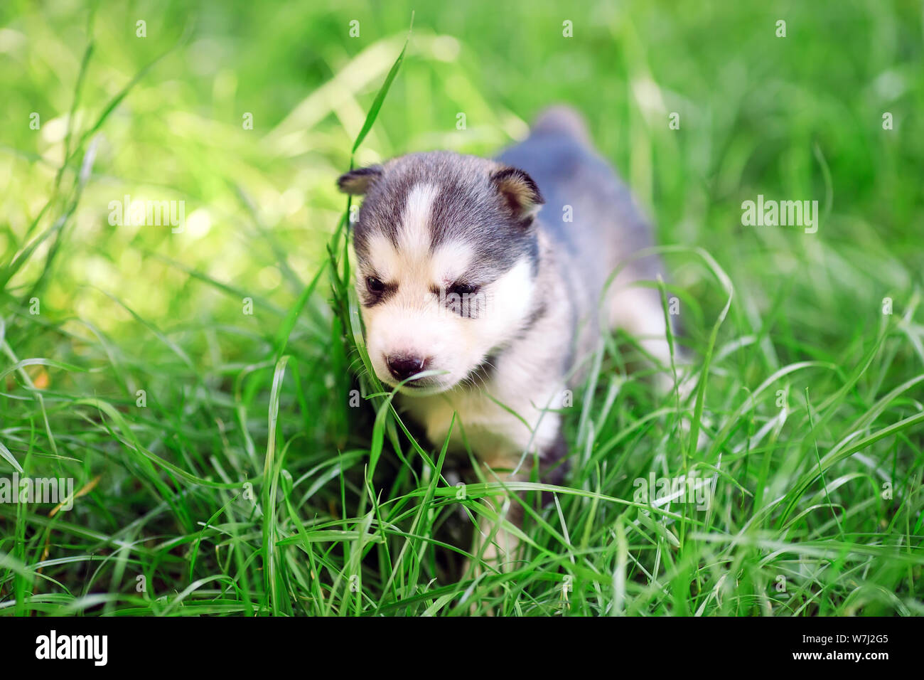 Siberian Husky High Resolution Stock Photography and Images - Alamy