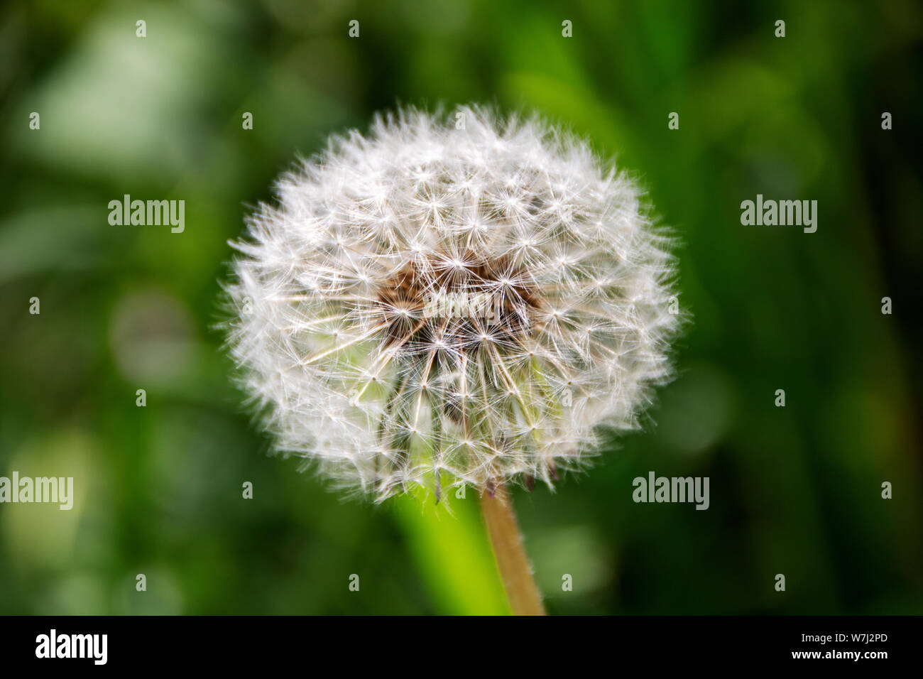 dandelion blooming in summer on a green background Stock Photo - Alamy