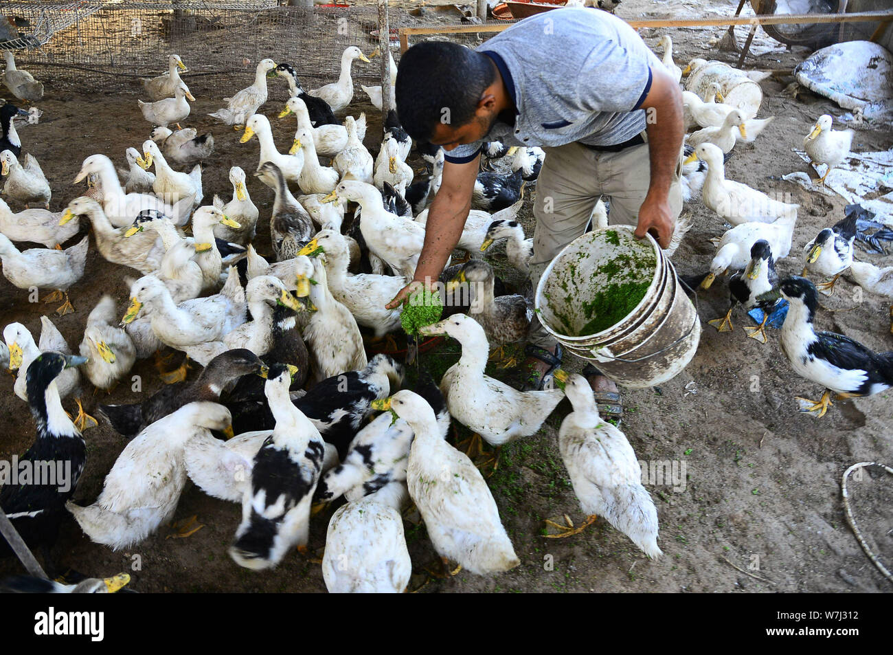 (190806) -- GAZA, Aug. 6, 2019 (Xinhua) -- Palestinian farmer Wael ...