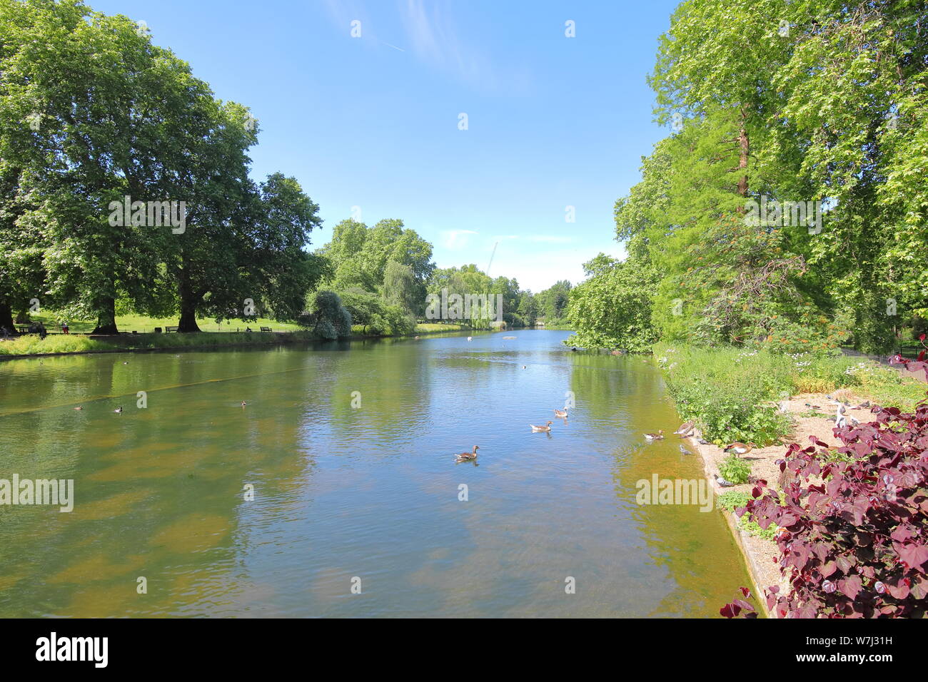 St James park greenery London UK Stock Photo - Alamy