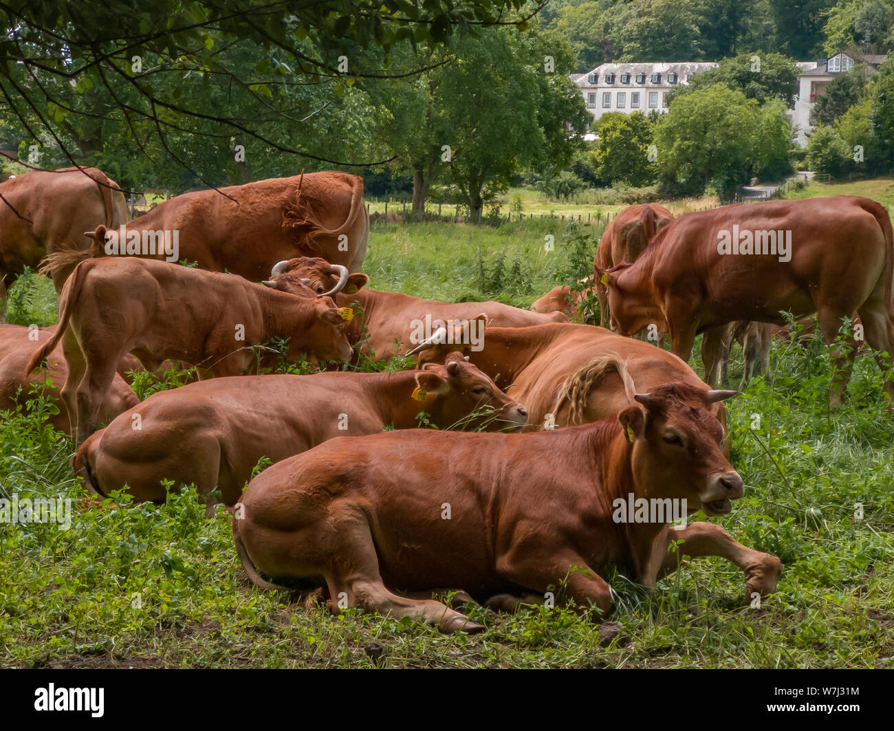 Cows laying in grass hi-res stock photography and images - Alamy