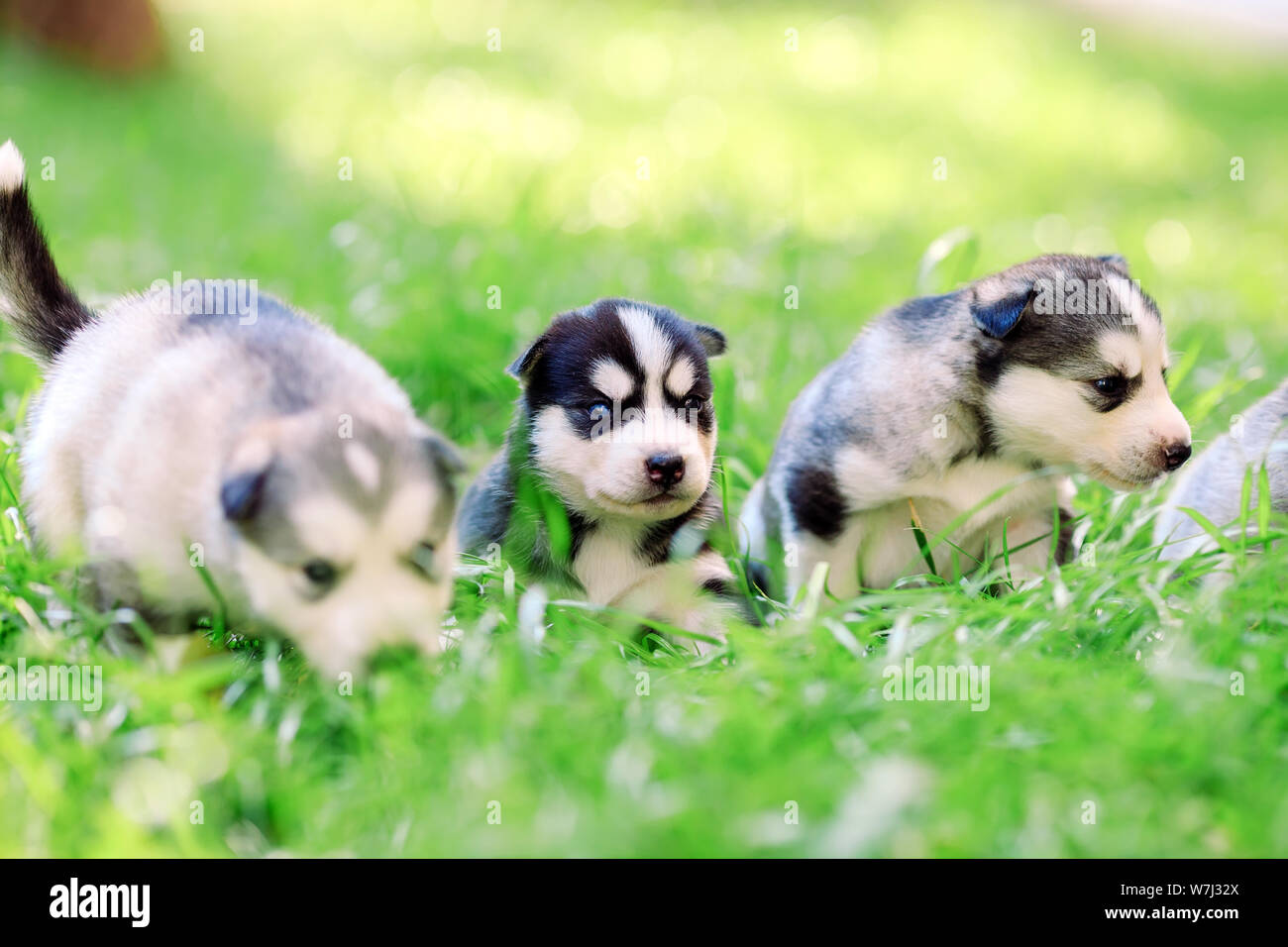 Siberian husky puppies on a green grass Stock Photo - Alamy
