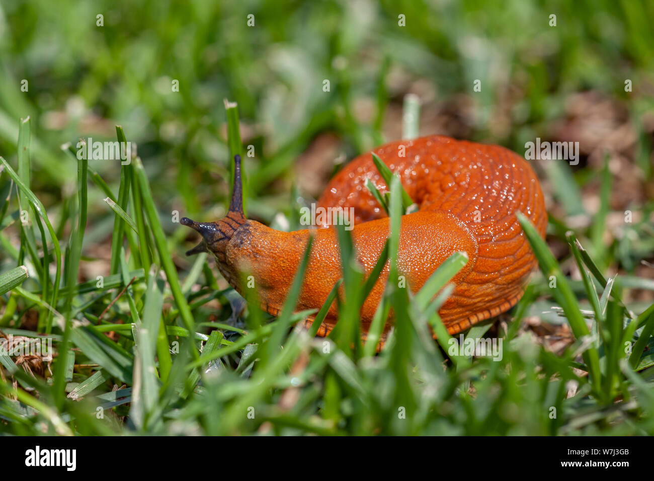 close-up of a brown slug in the grass Stock Photo - Alamy