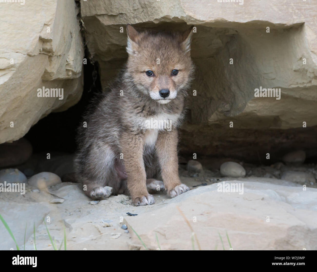 Coyote pups at their den Stock Photo - Alamy