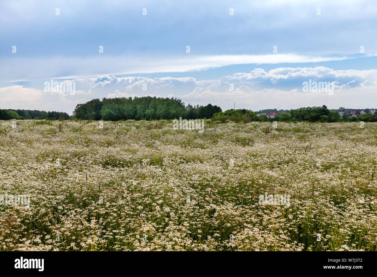 Russia national flower hi-res stock photography and images - Alamy