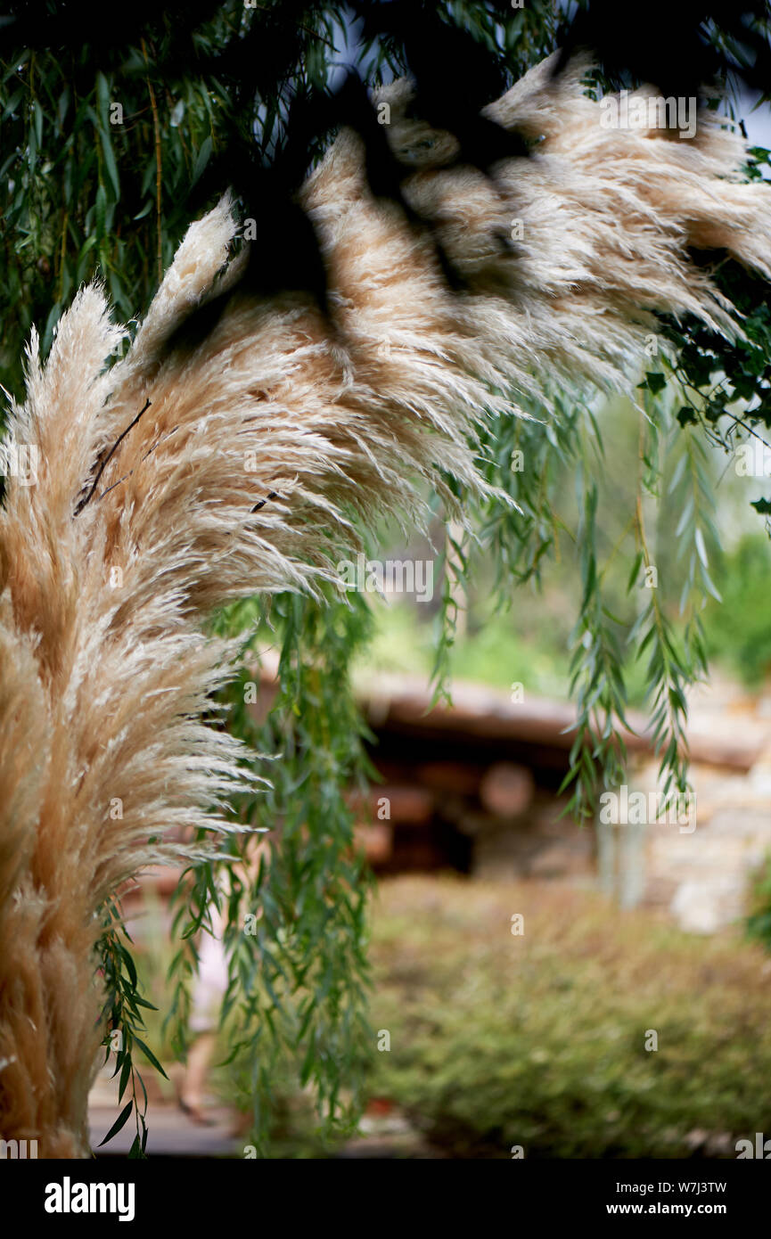 Pampas grass in a decorative arch at the exit registration . Closely ...