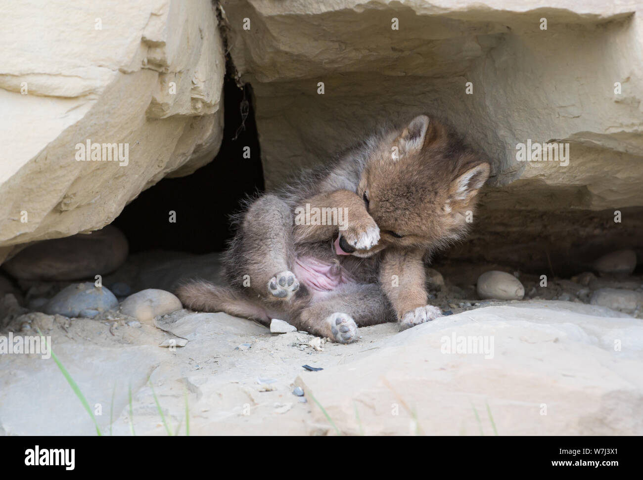 Coyote pups at their den Stock Photo - Alamy