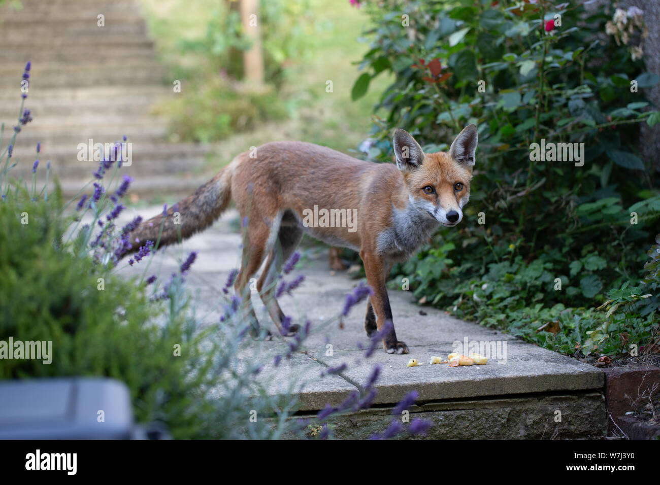 Red fox in a garden in Kent. UK Stock Photo - Alamy
