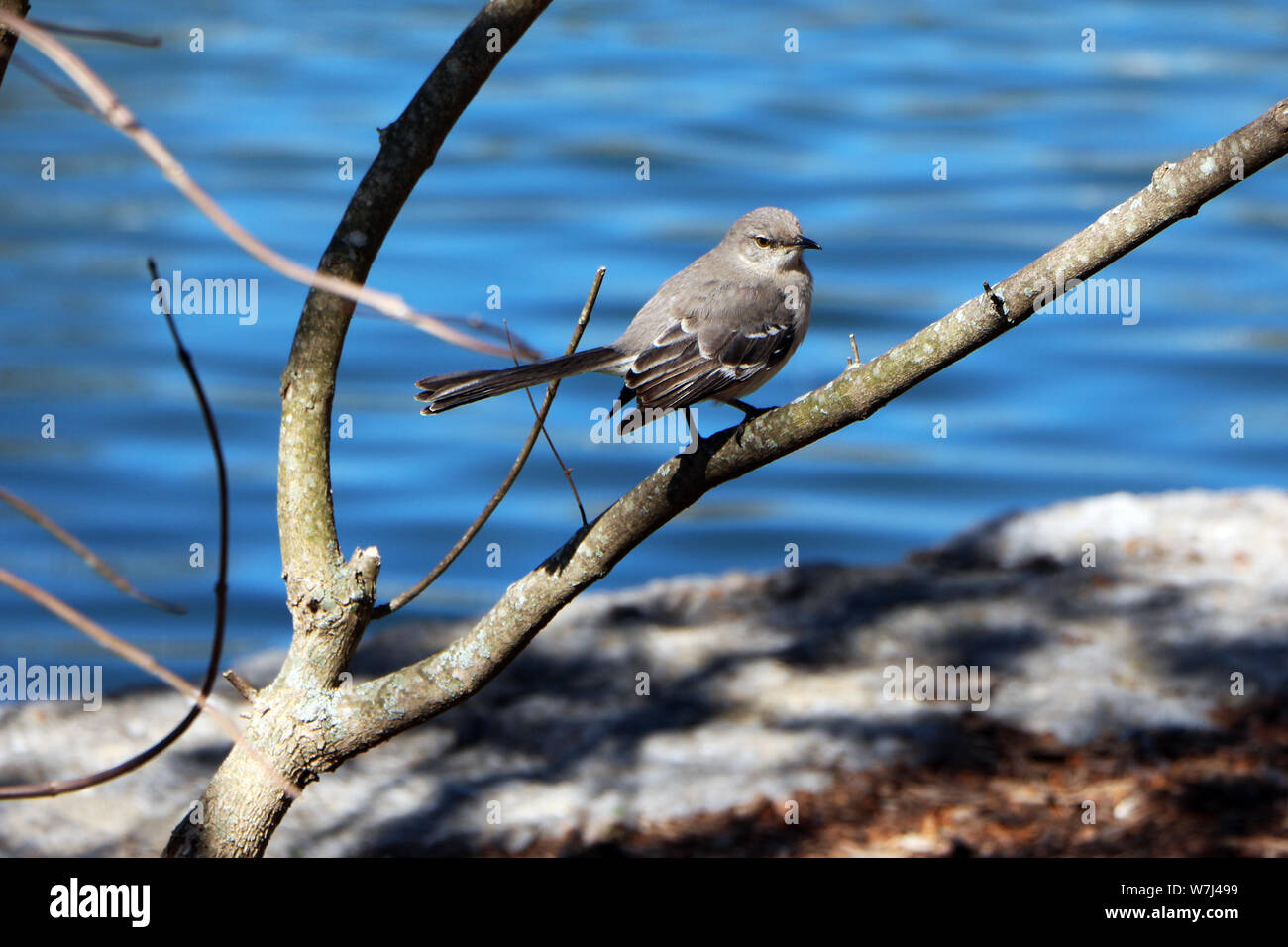 northern mockingbird in a tree by the lake, Centennial park in ...