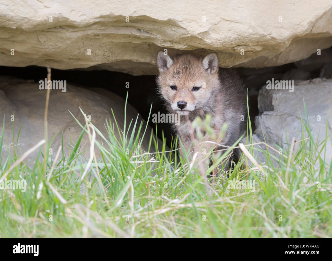 Coyote pup at its den Stock Photo - Alamy
