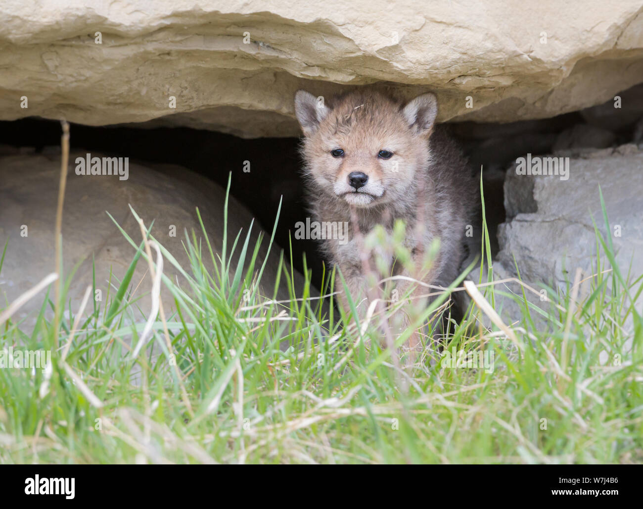 Coyote pup at its den Stock Photo - Alamy