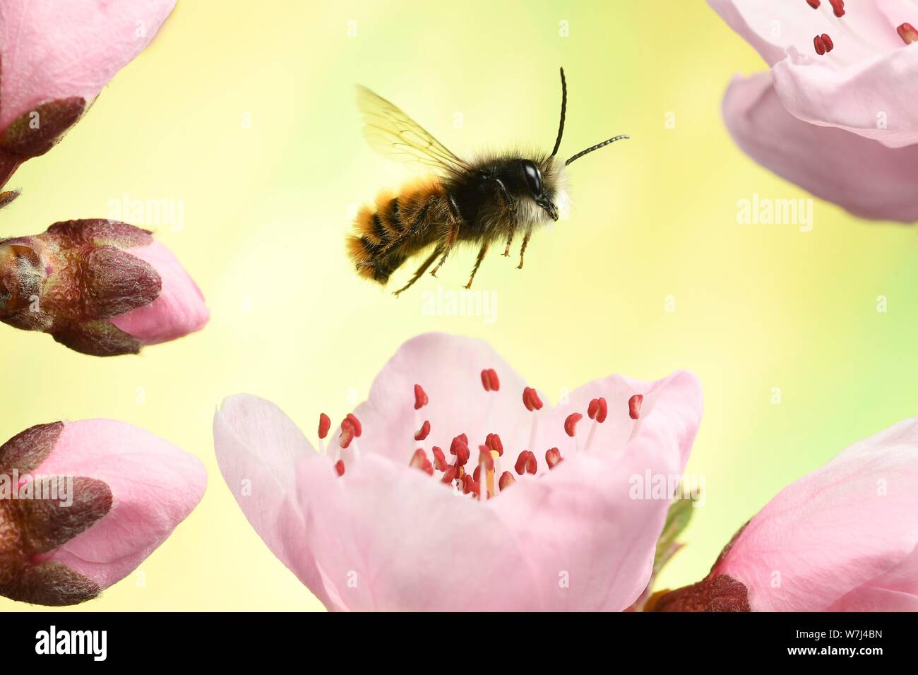 Flying on a peach blossom hi-res stock photography and images - Alamy