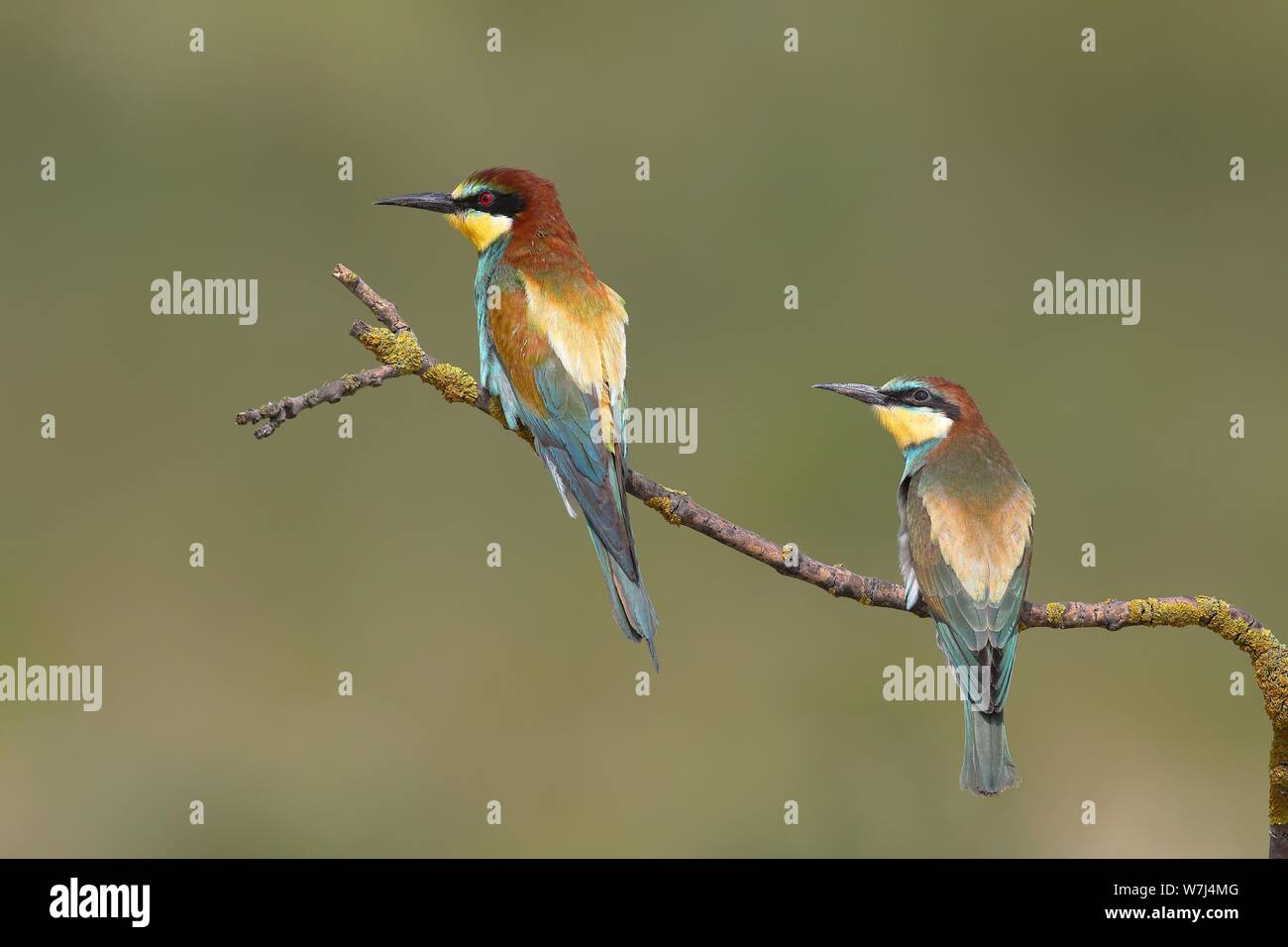 Two bee-eaters (Merops apiaster), adult birds sitting on branches ...