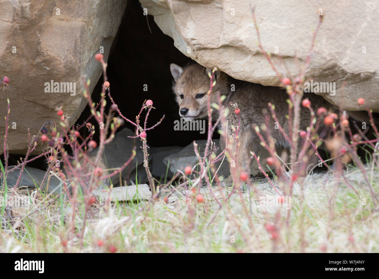 Coyote pup at its den Stock Photo - Alamy