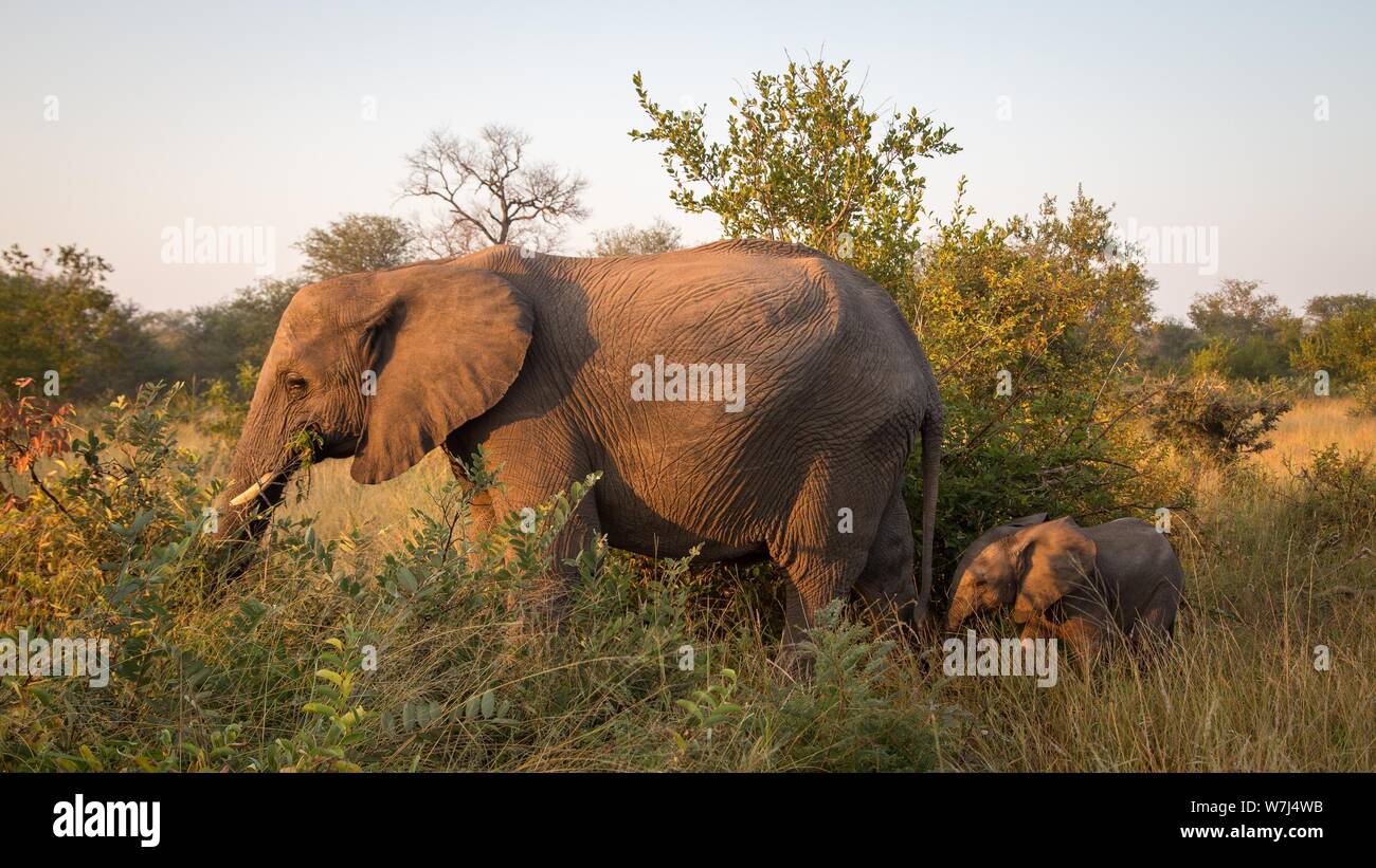 Elephant baby behind mother in bush country hi-res stock photography ...