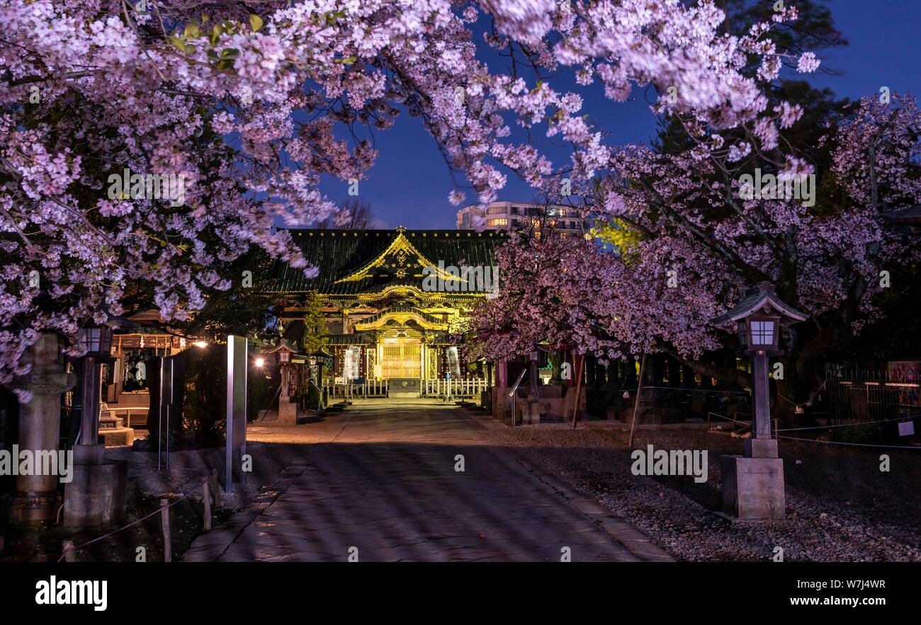 Ueno Toshogu Shrine at Night, Cherry Blossom in Spring, Ueno Park ...