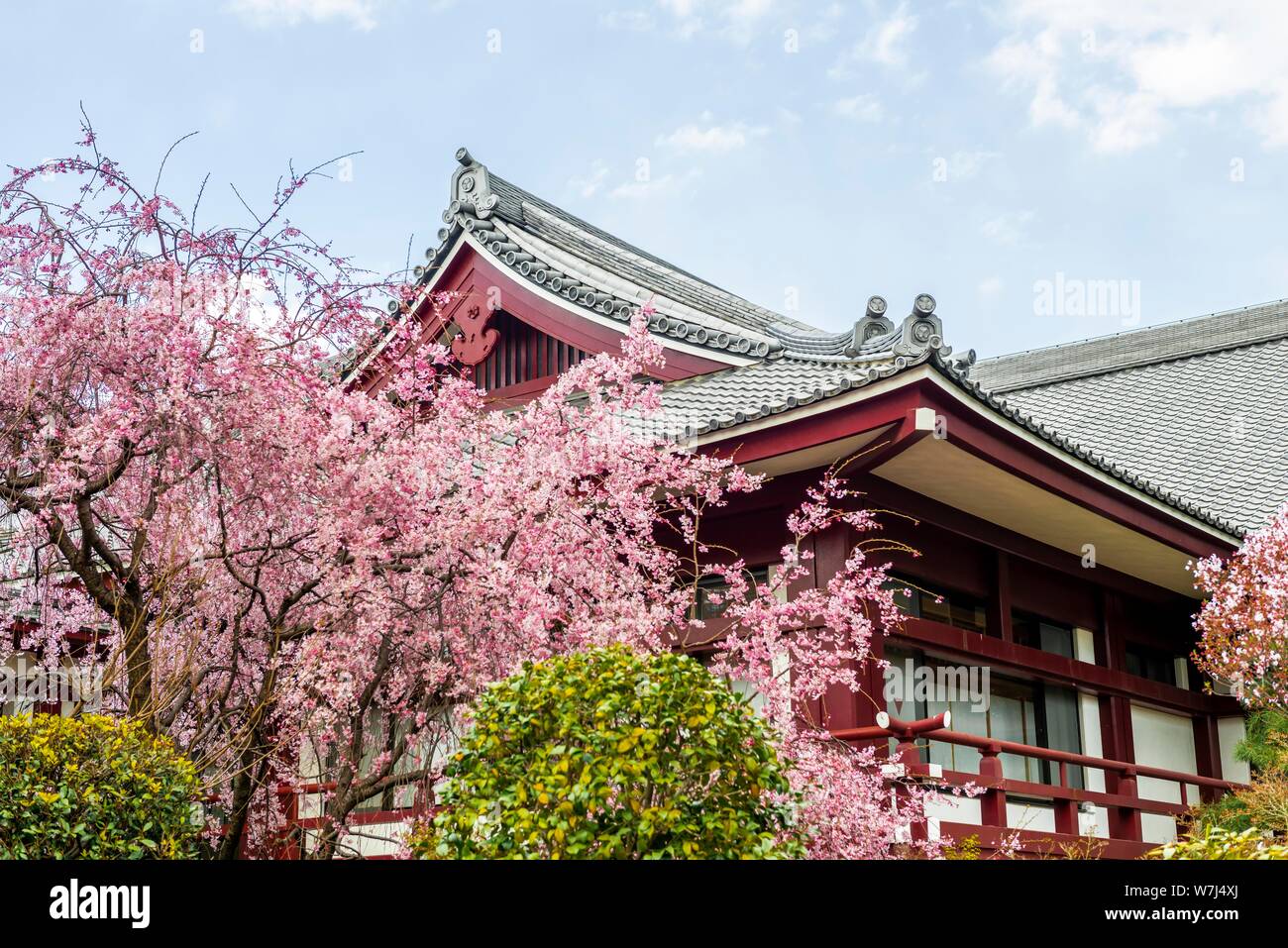 Temple roof with blossoming cherry trees, cherry blossoms, Zojoji ...