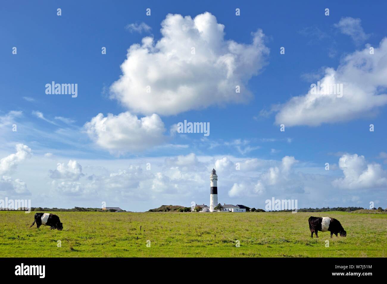 Cow In Front Of Ocean High Resolution Stock Photography and Images - Alamy