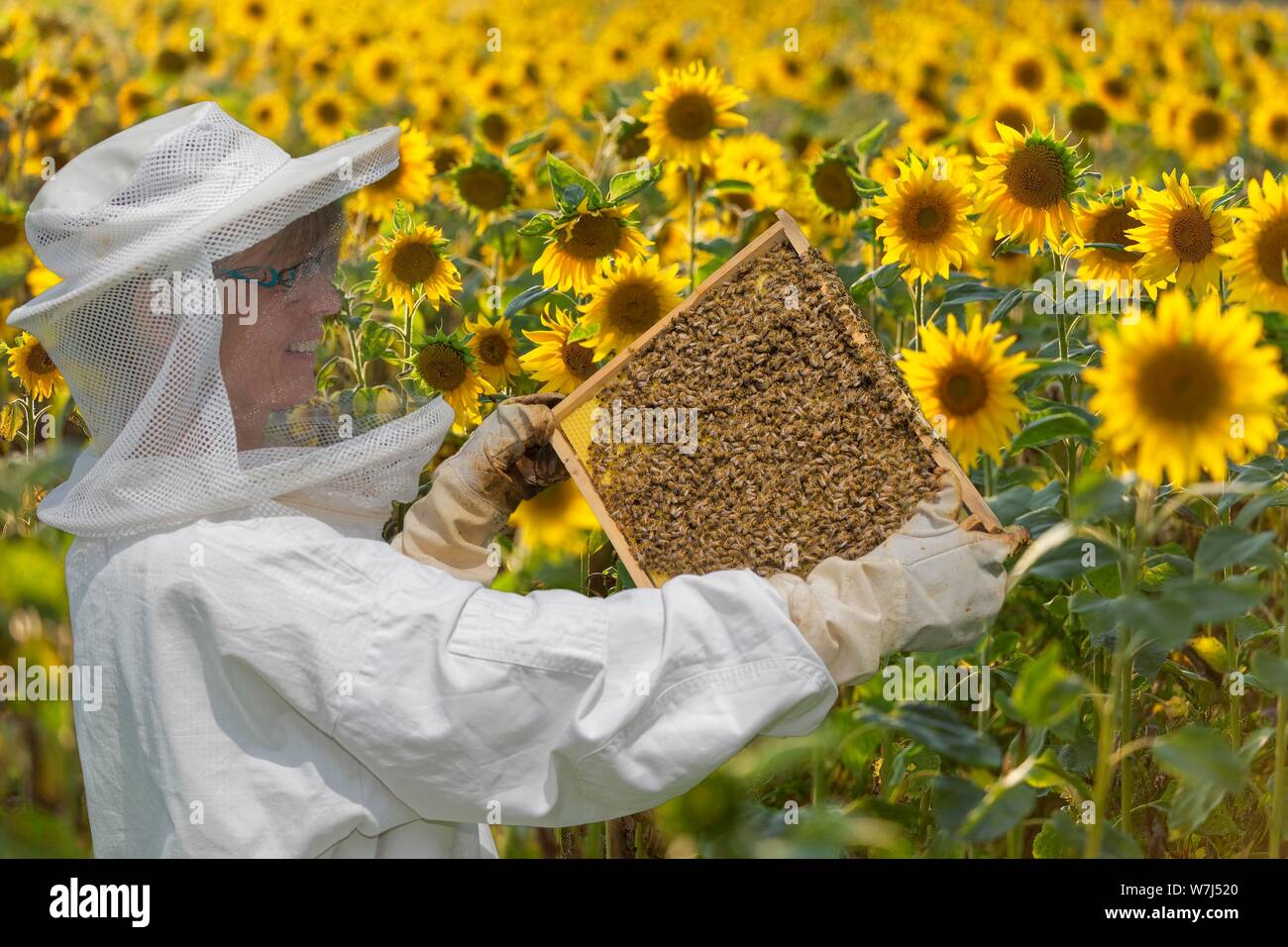 Beekeeper at the beehive, sunflower field, Helpsen, Germany Stock Photo ...