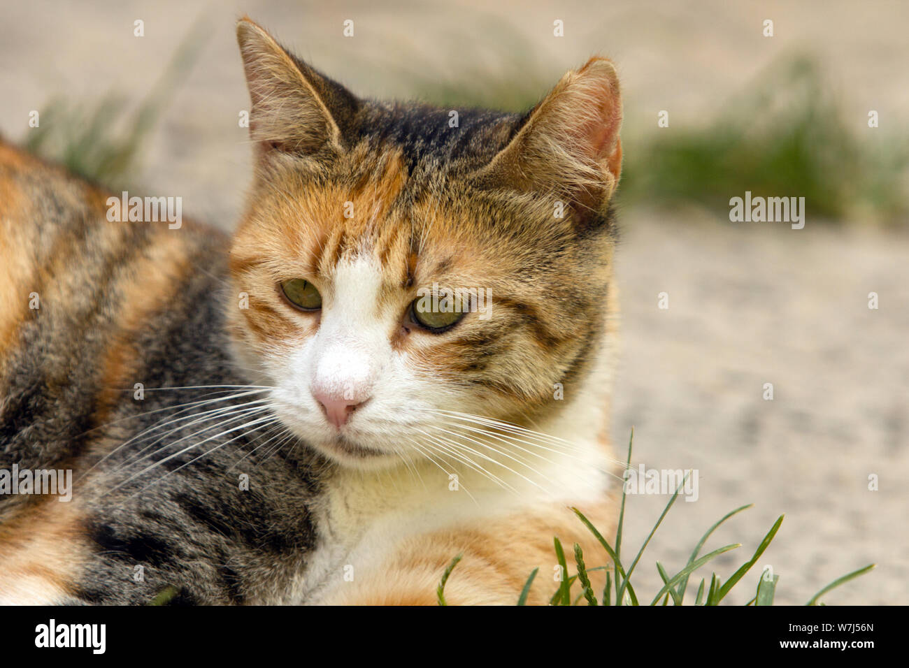Portrait of a calico cat lying under sun and staring at something to ...