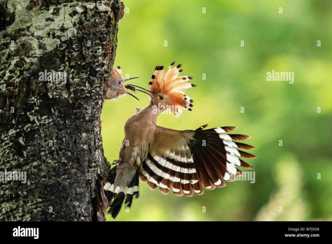 Hoopoe upupa epops feeds young bird at nesting hole hi-res stock ...