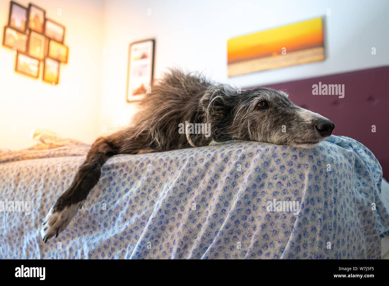 A black greyhound resting lying in bed in a room Stock Photo - Alamy