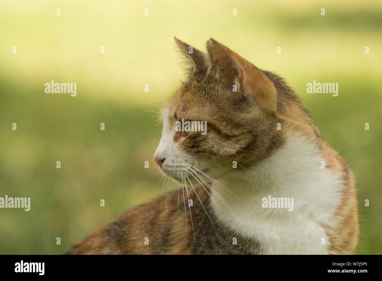 Profile of a nice stray calico cat with short fur looking back on green ...