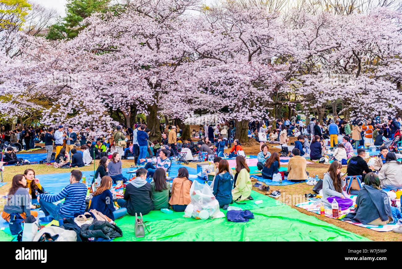 Japanese picnic under cherry blossoms in Yoyogi Park at Hanami Fest, Shibuya District, Shibuya ...