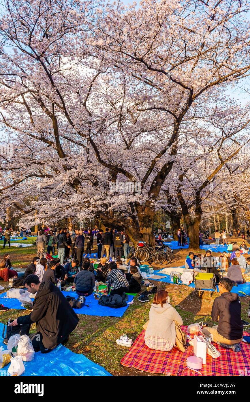 Hanami fest hi-res stock photography and images - Alamy