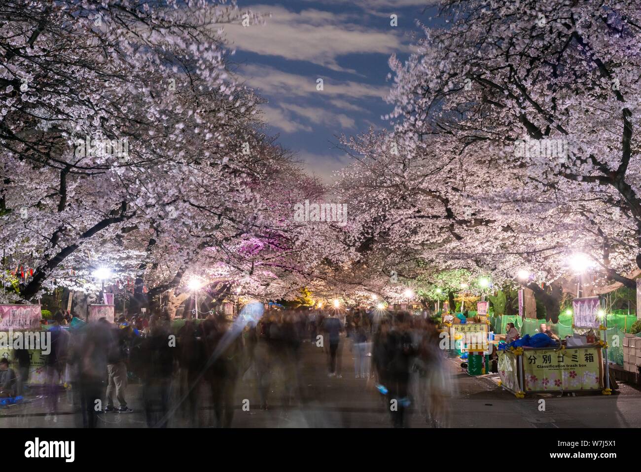Flowering cherry trees at dusk in springtime, Hanami Fest, Ueno Park ...