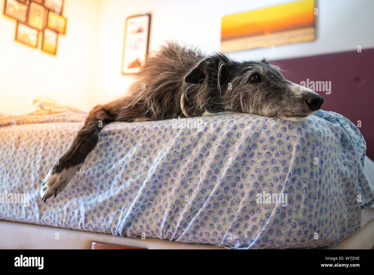 A black greyhound resting lying in bed in a room Stock Photo - Alamy