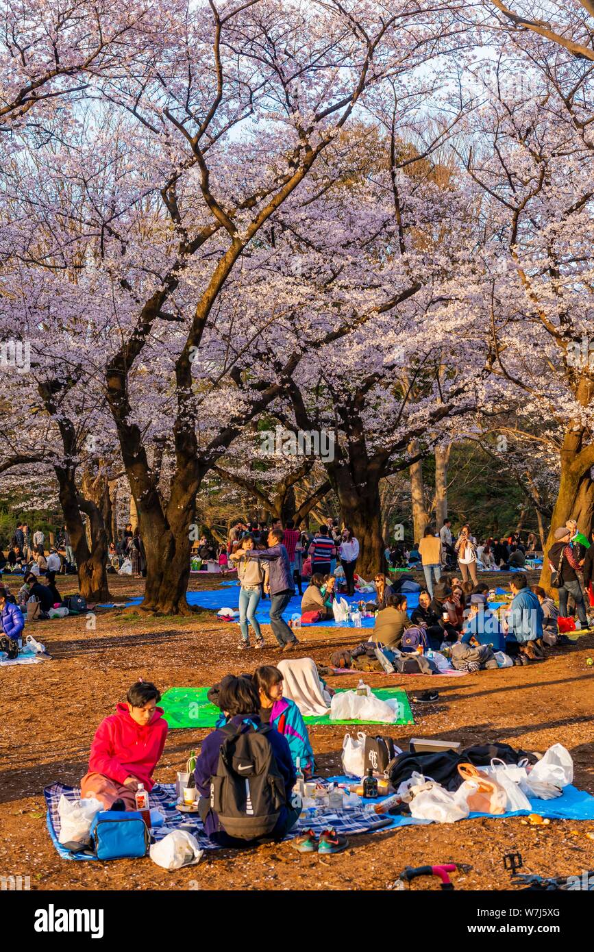 Japanese picnic under cherry blossoms in Yoyogi Park at Hanami Fest, Shibuya District, Shibuya ...