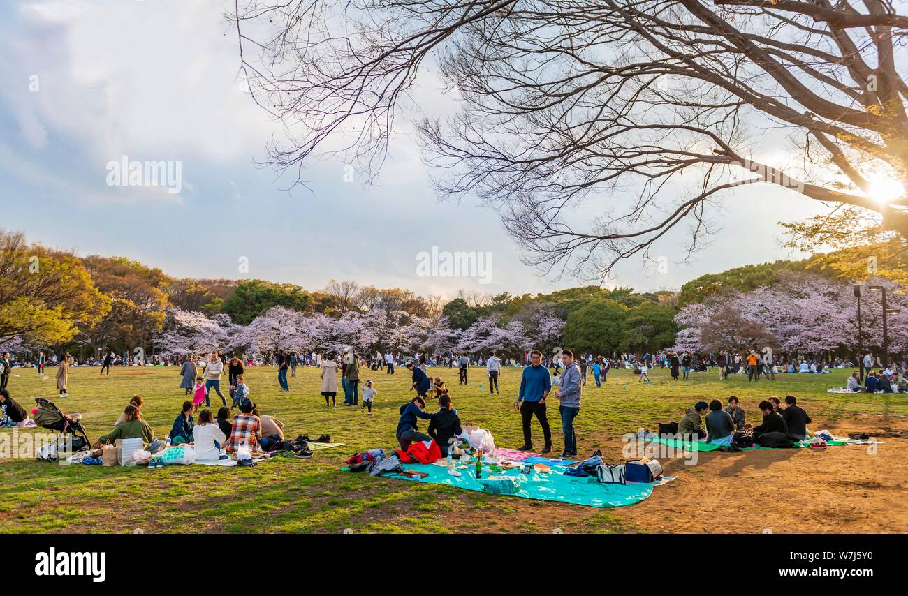 Japanese picnic under cherry blossoms in Yoyogi Park at Hanami Fest, Shibuya District, Shibuya ...